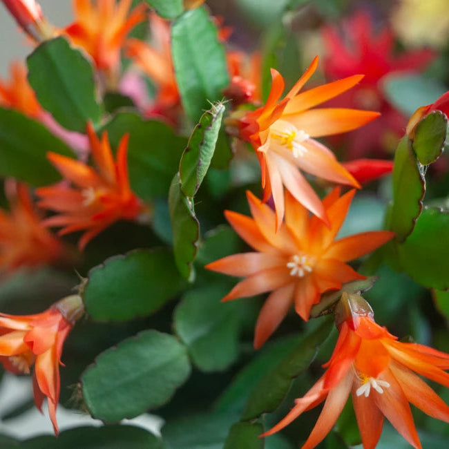 Christmas Cactus Orange Live Plant – Bees Plant Hub