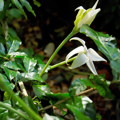 Buy Randia formosa Plant Online in India – Bright Blooms for Your ...
