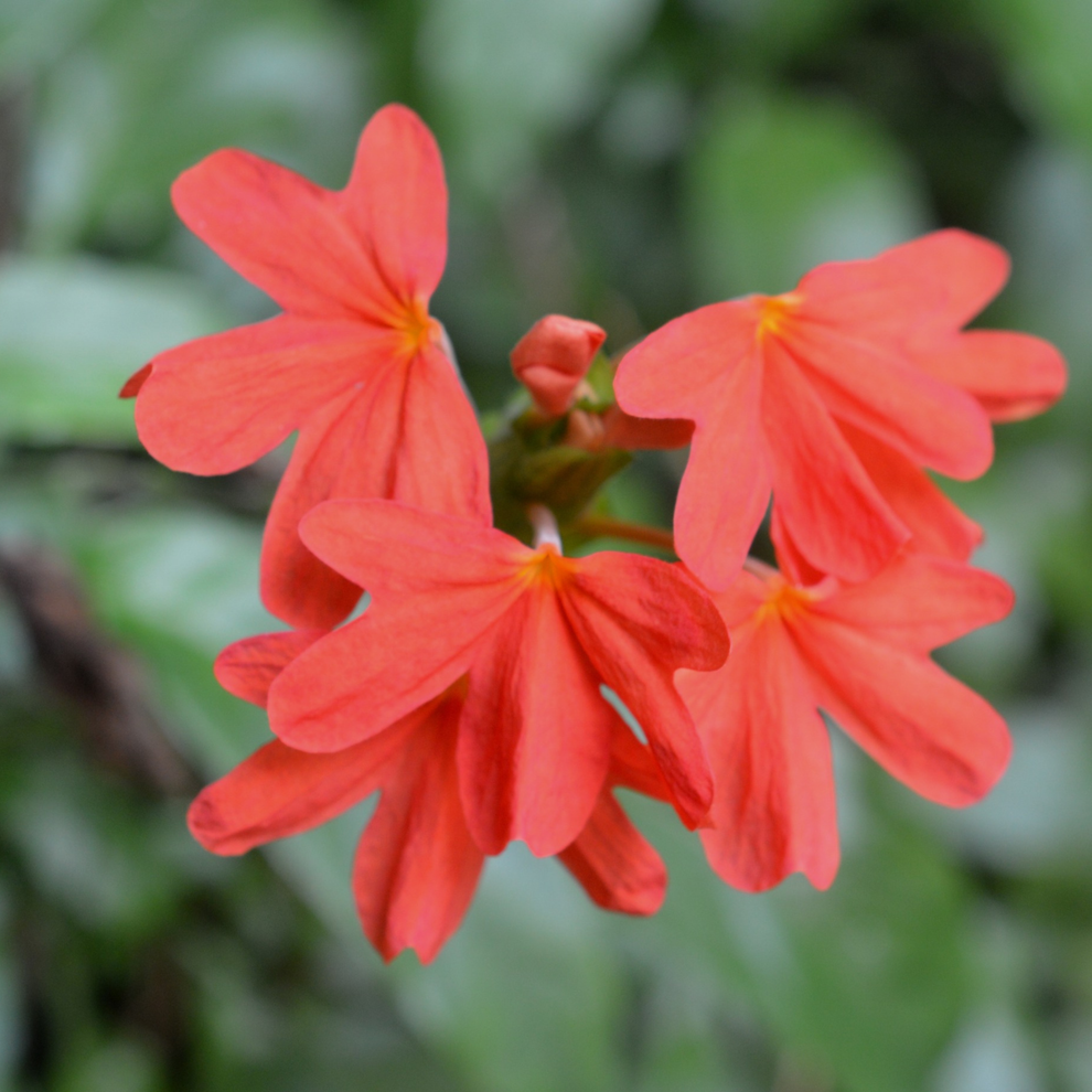 Crossandra Red (Kanakambaram) All Time Flowering Live Plant – Bees ...