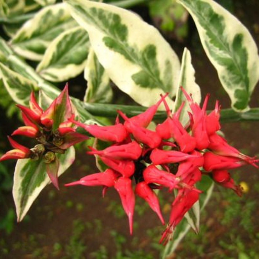Devil's Backbone (Euphorbia tithymaloides) Variegated Leaves Flowering ...