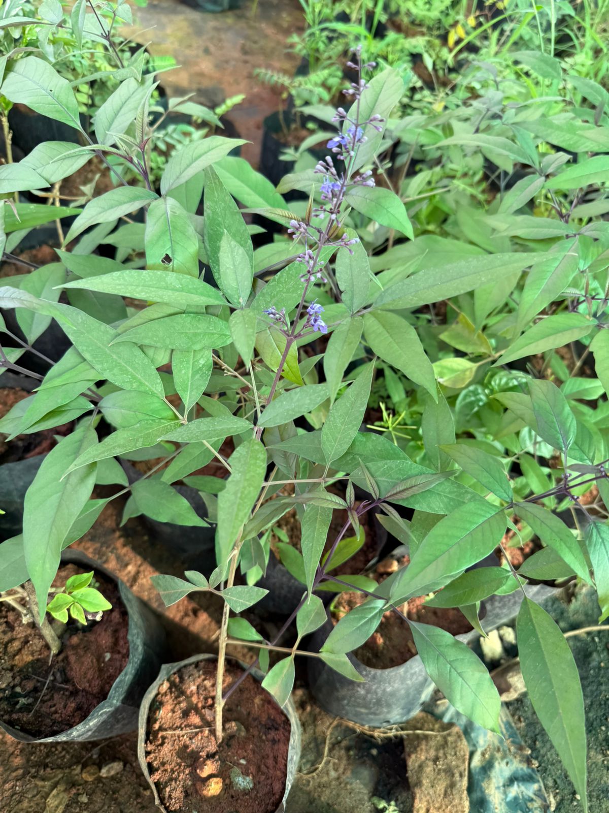 Karum Nochi / Black nochi (Vitex negundo) Live Plant – Bees Plant Hub