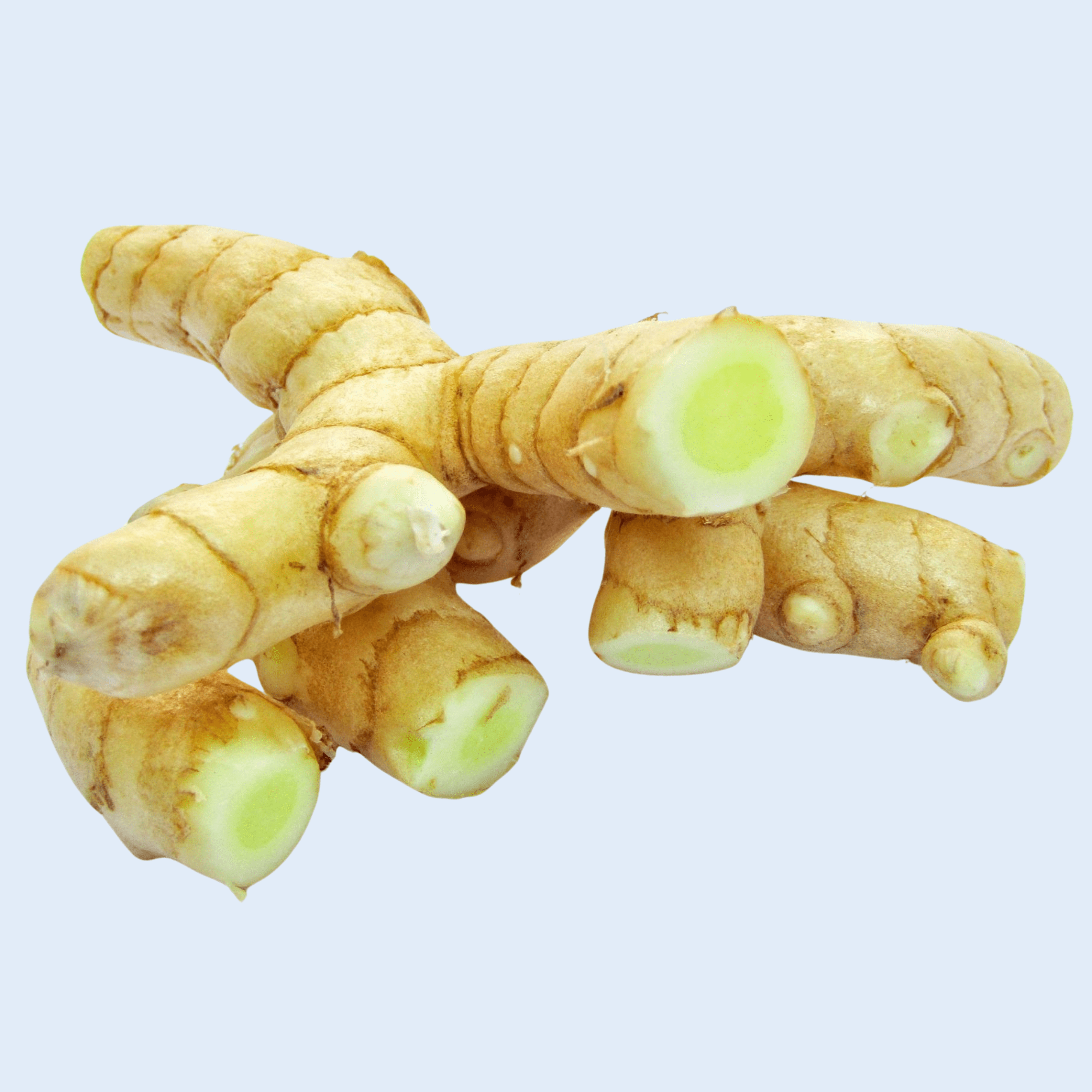 Mango Ginger (Curcuma amada) Spice Plant – Bees Plant Hub