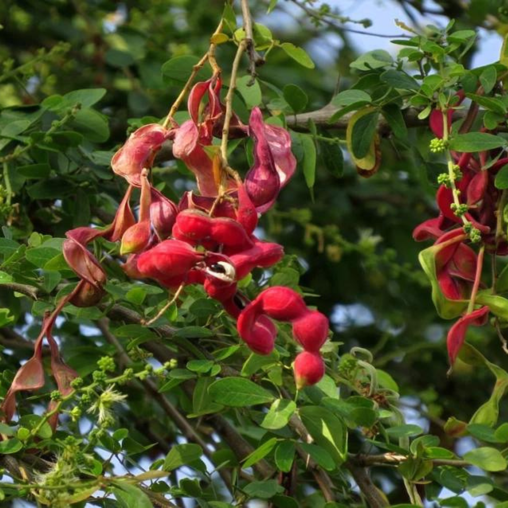 Manila Tamarind / Madras thorn (Pithecellobium dulce) Live Plant – Bees ...