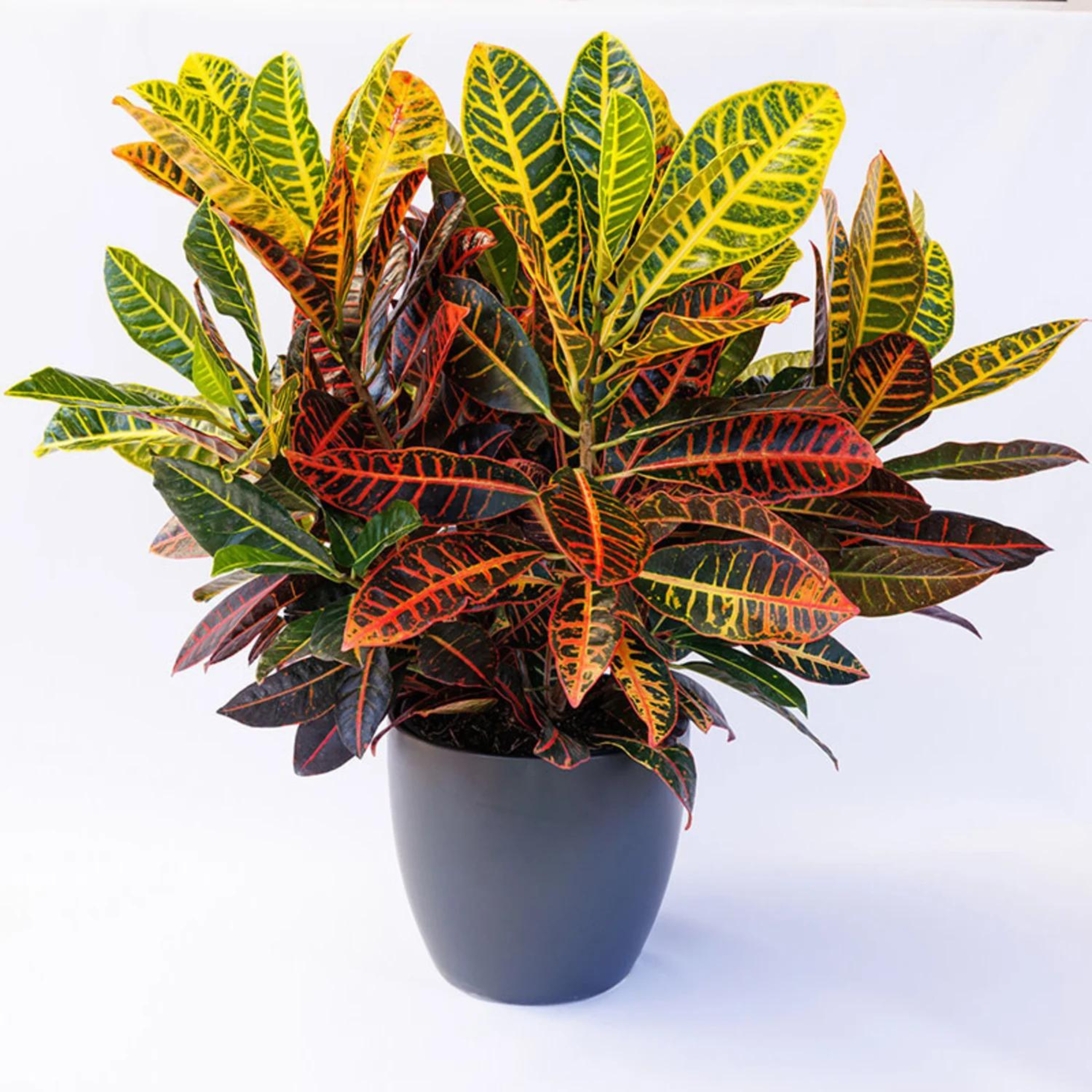 Petra Croton (Codiaeum variegatum) Indoor / Outdoor Live Plant – Bees Plant Hub
