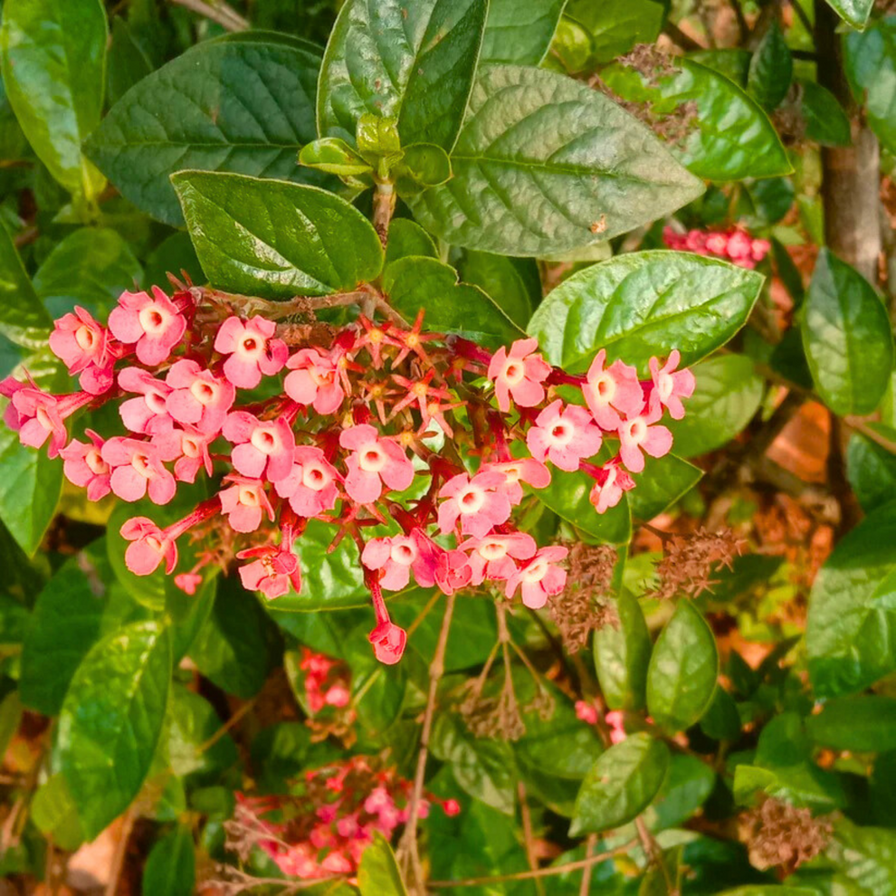 Pink Panama Rose (Arachnothryx leucophylla) All Time Flowering Live Pl ...
