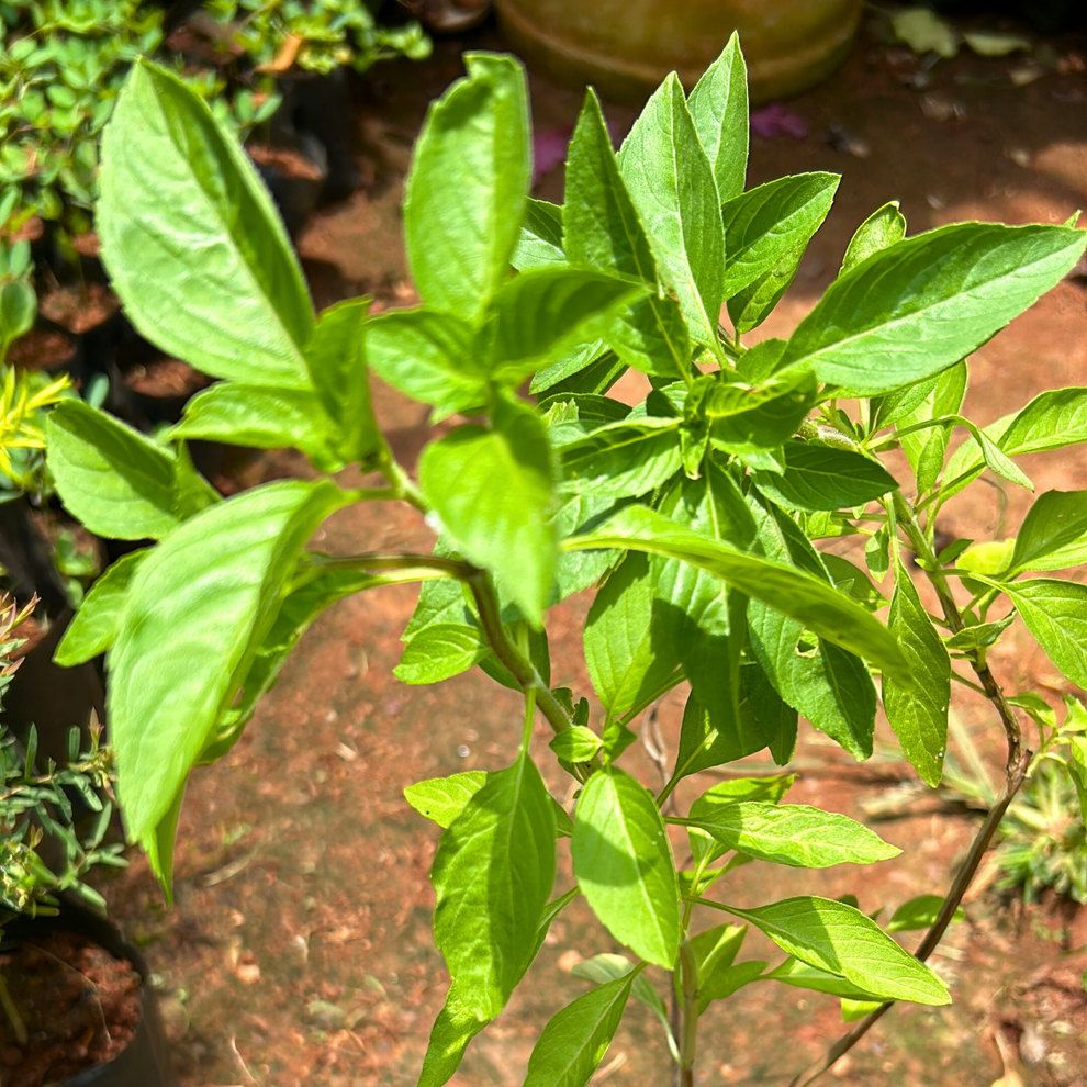 Sugandha Pepper Mint Medicinal Live Plant – Bees Plant Hub