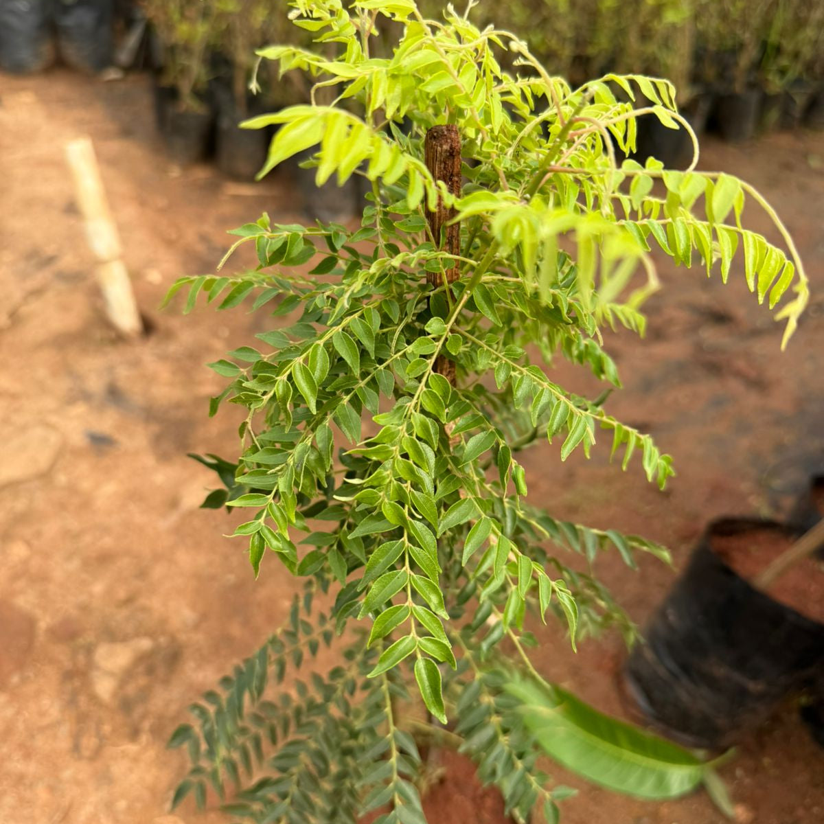 Dwarf Thailand Curry Leaf Live Plant – Bees Plant Hub