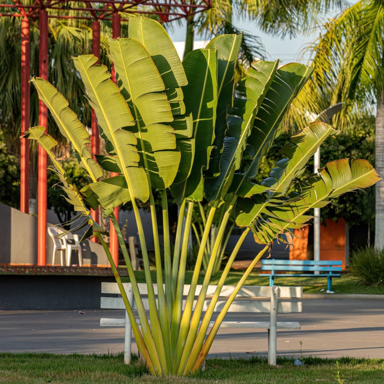 Traveller's Palm Live Plant – Bees Plant Hub
