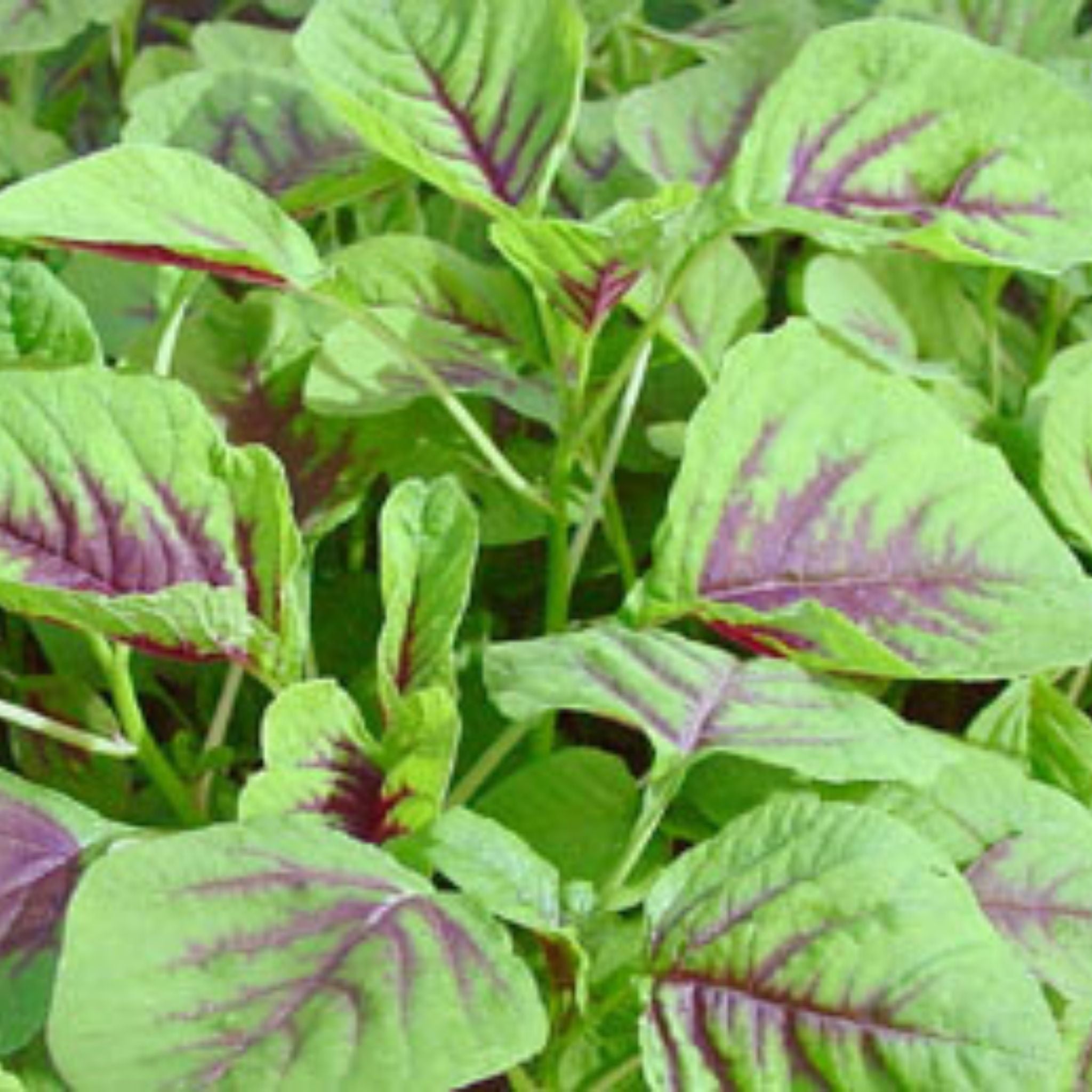 Organic Reshmi Amaranthus Seeds - Open Pollinated – Bees Plant Hub