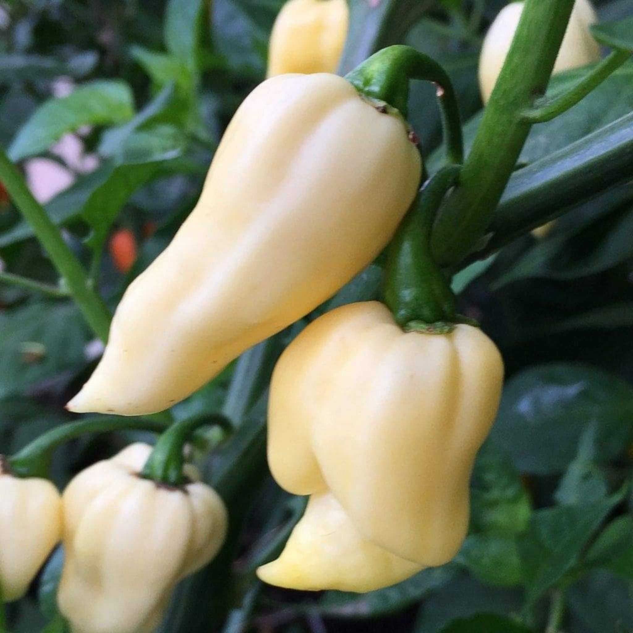 Organic White Chilli Seeds - Open Pollinated – Bees Plant Hub